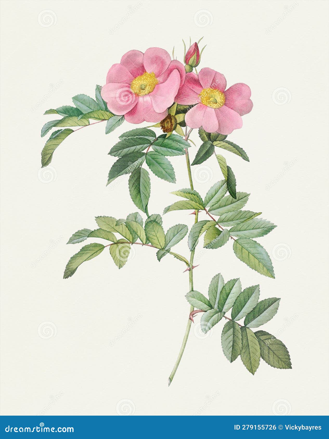 Rose Flower. Botanical Flower Illustration Stock Illustration ...