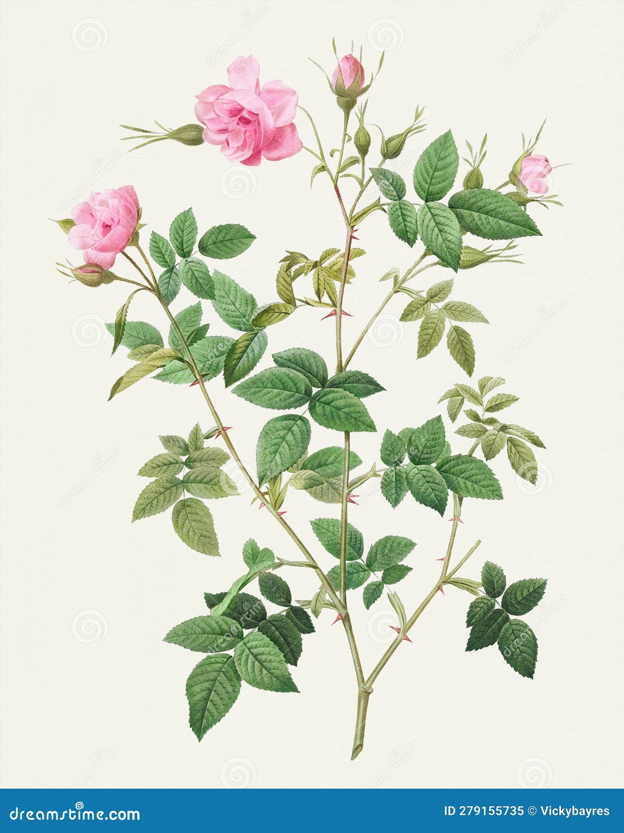 Rose Flower. Botanical Flower Illustration Stock Illustration ...