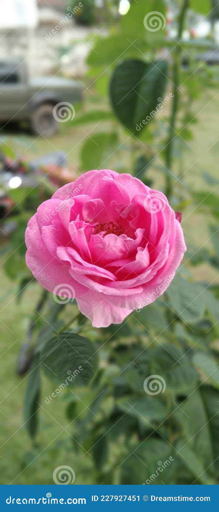 Rose flower in indonesia stock image. Image of shrub - 227927451