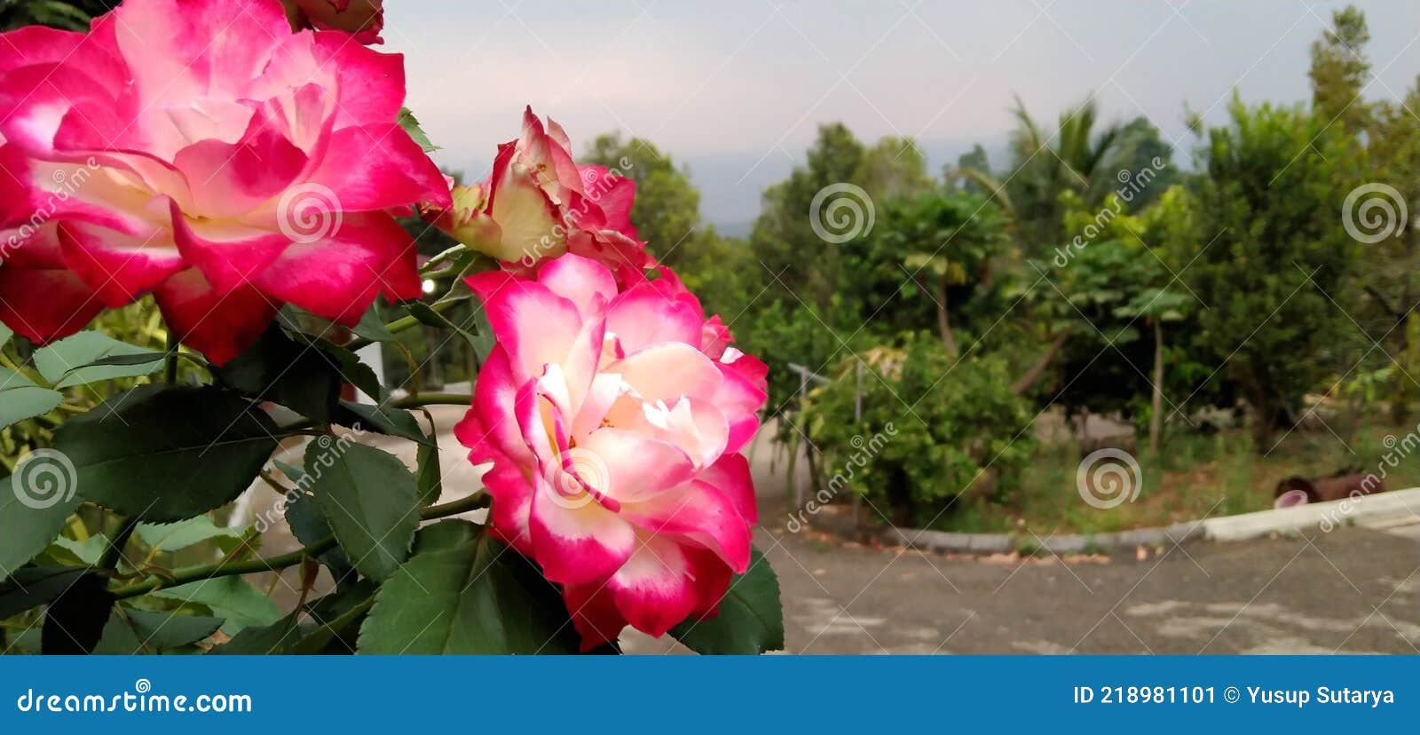 Rose flower in Indonesia stock image. Image of peony - 218981101