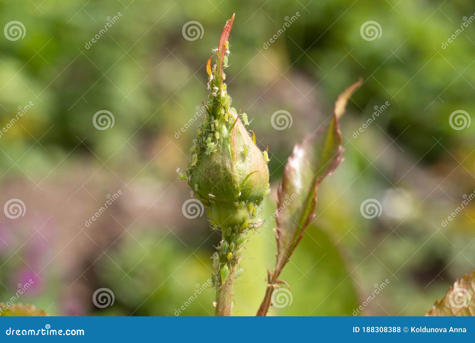 Rose Flower Infested with Aphids. Sap Sucking Insects Stock Photo ...