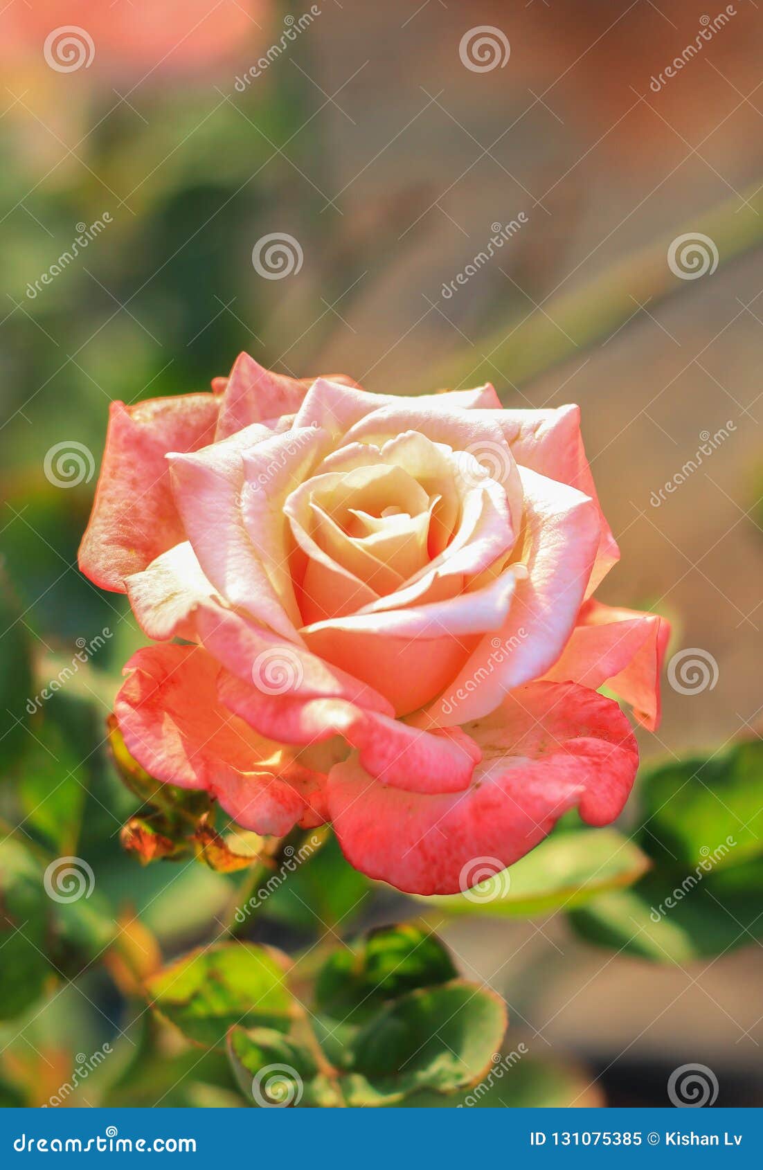 Rose Flower Isolated. Flowers Isolated Stock Image - Image of sunrise ...