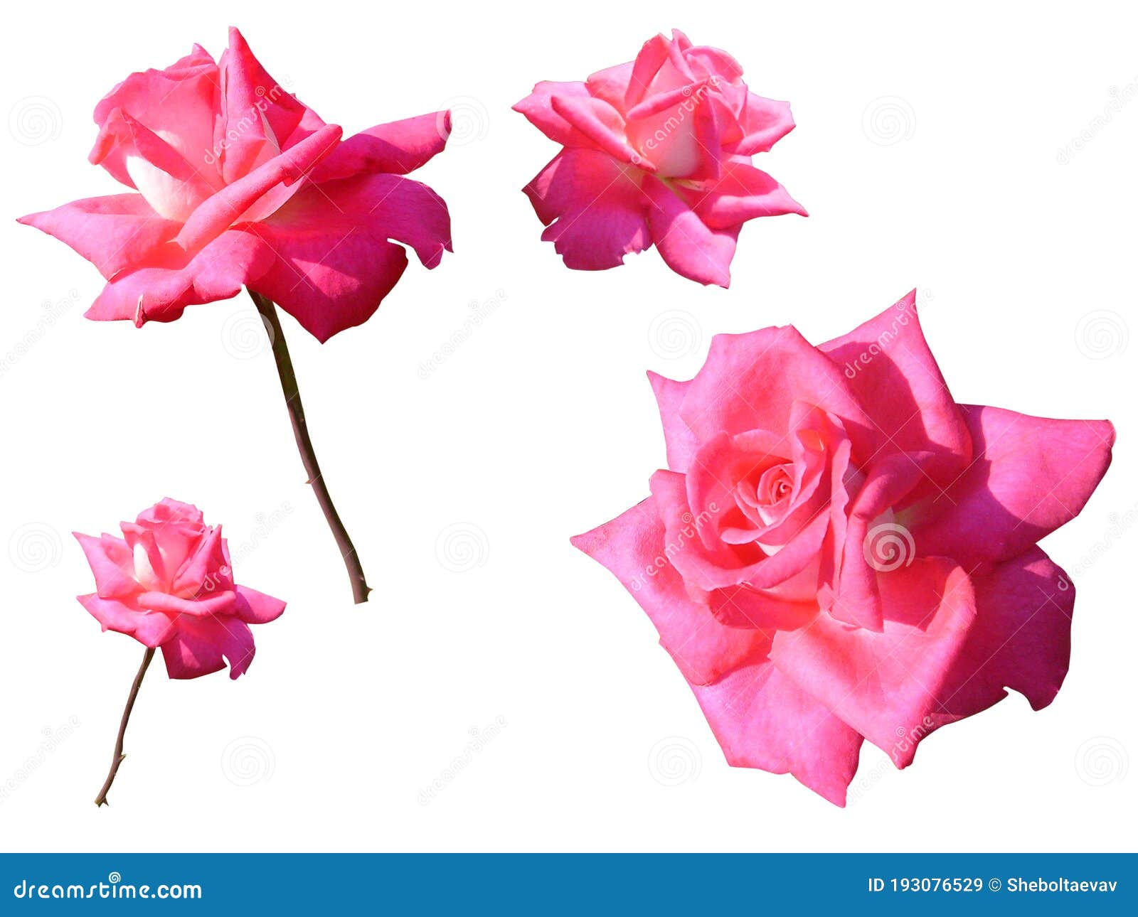Rose Flower Isolated on a White Background from Different Angles ...