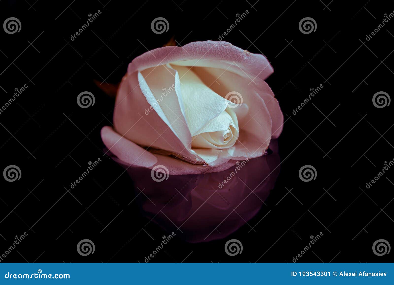 Rose Flower and Its Reflection on the Water Stock Image - Image of ...