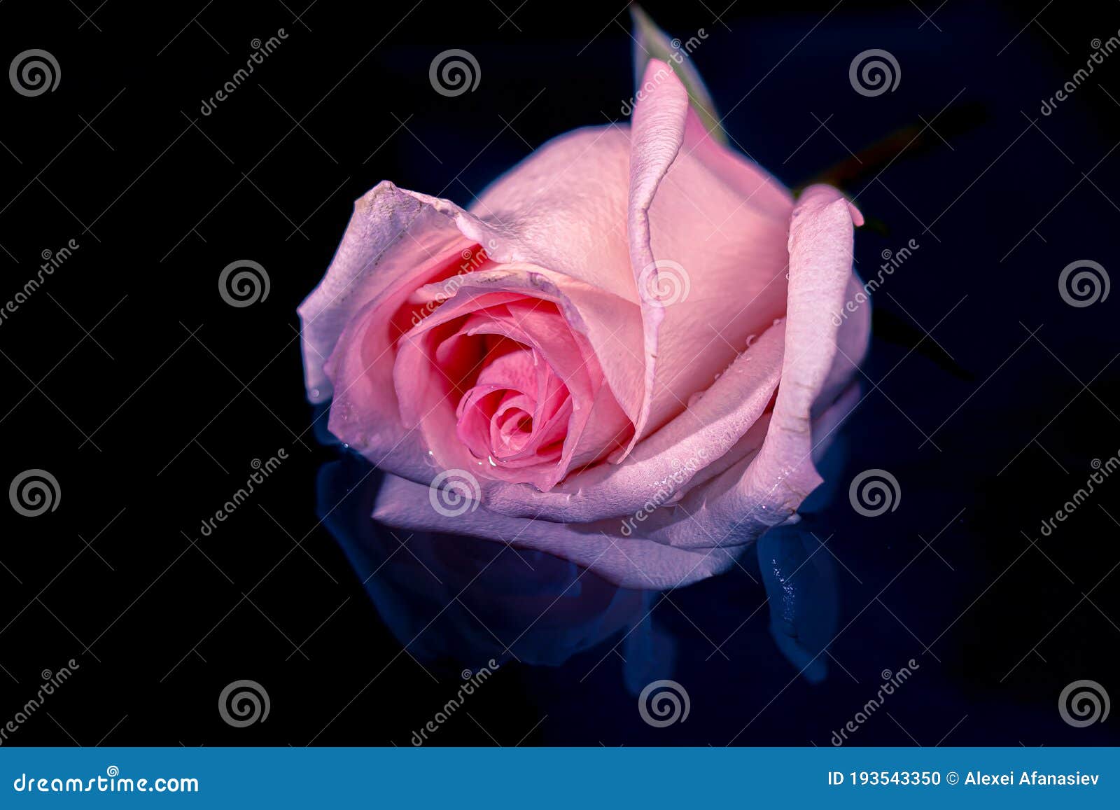 Rose Flower and Its Reflection on the Water Stock Photo - Image of ...