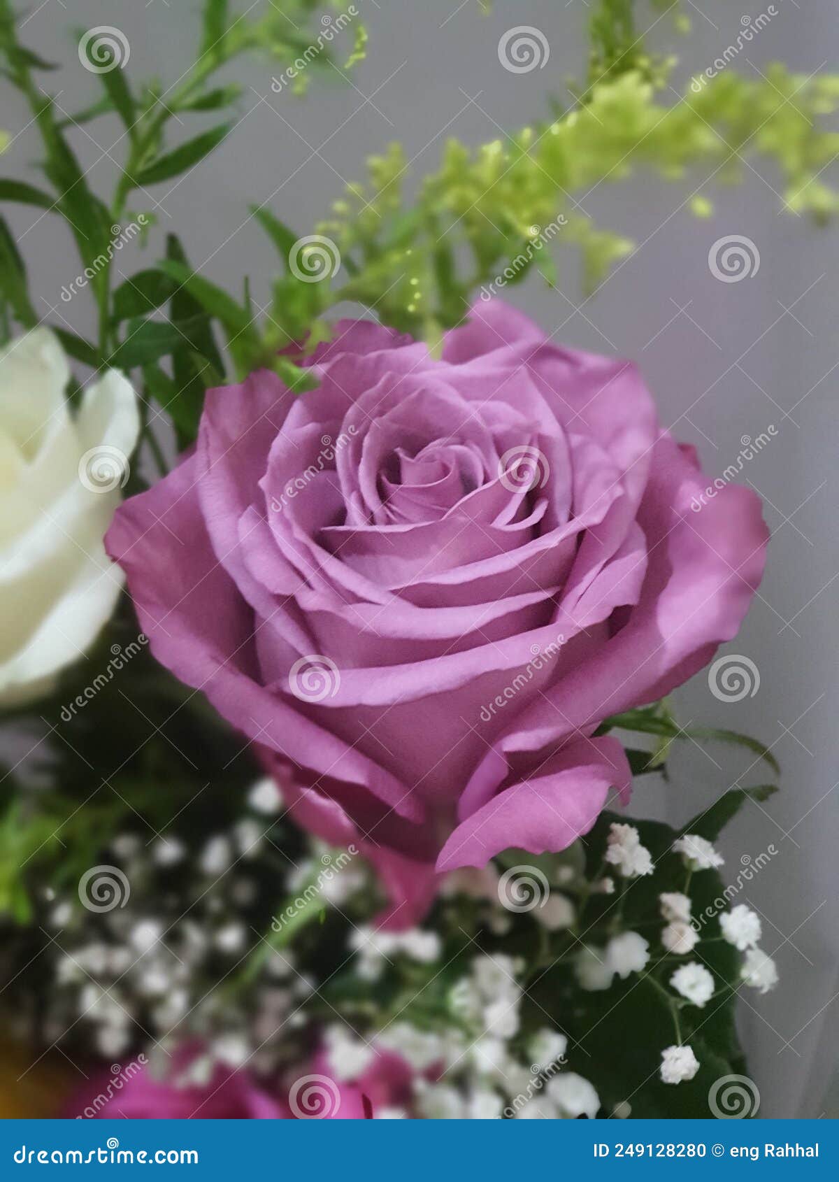 Rose Flower Jouri Love Colour Stock Photo - Image of purple, petal ...
