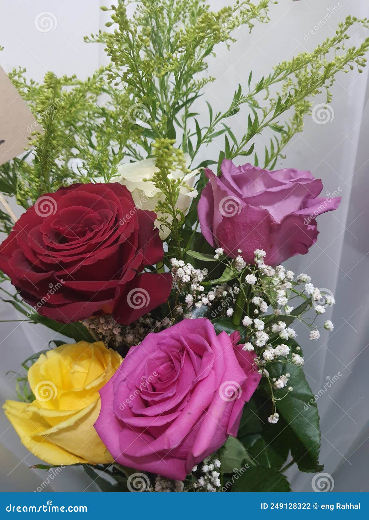 Rose Flower Jouri Love Colour Stock Photo - Image of peony, flower ...