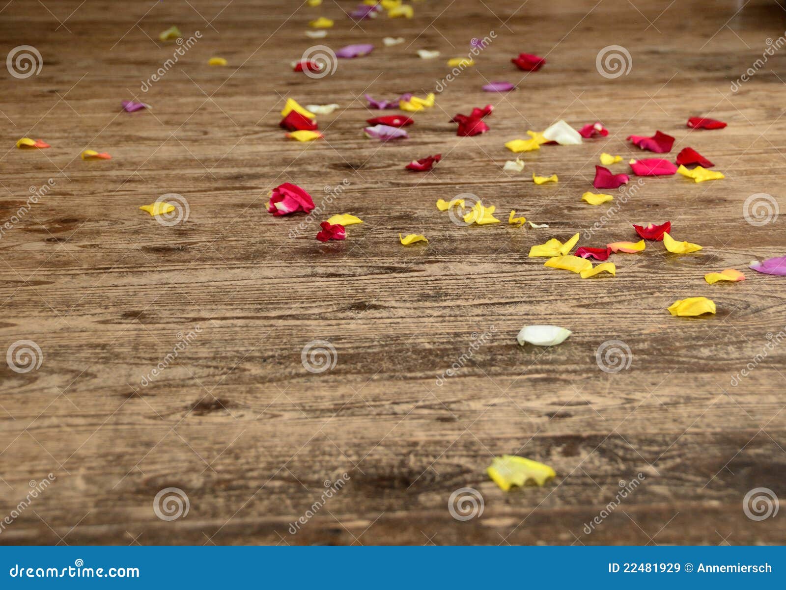 Rose flower leafs floor stock image. Image of abstract - 22481929