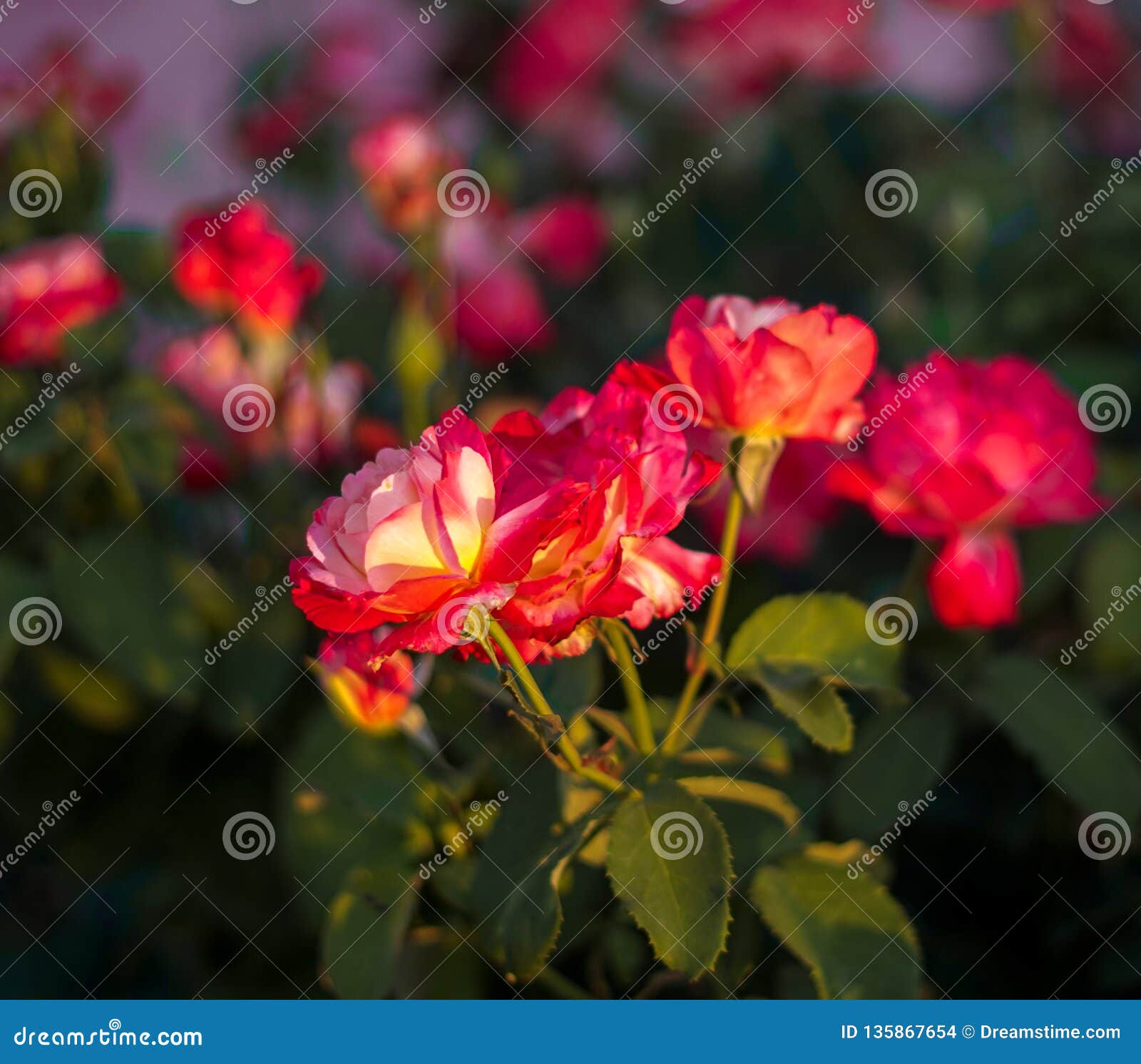 Rose Flower Lit by the Rays of the Sun Stock Photo - Image of nature ...
