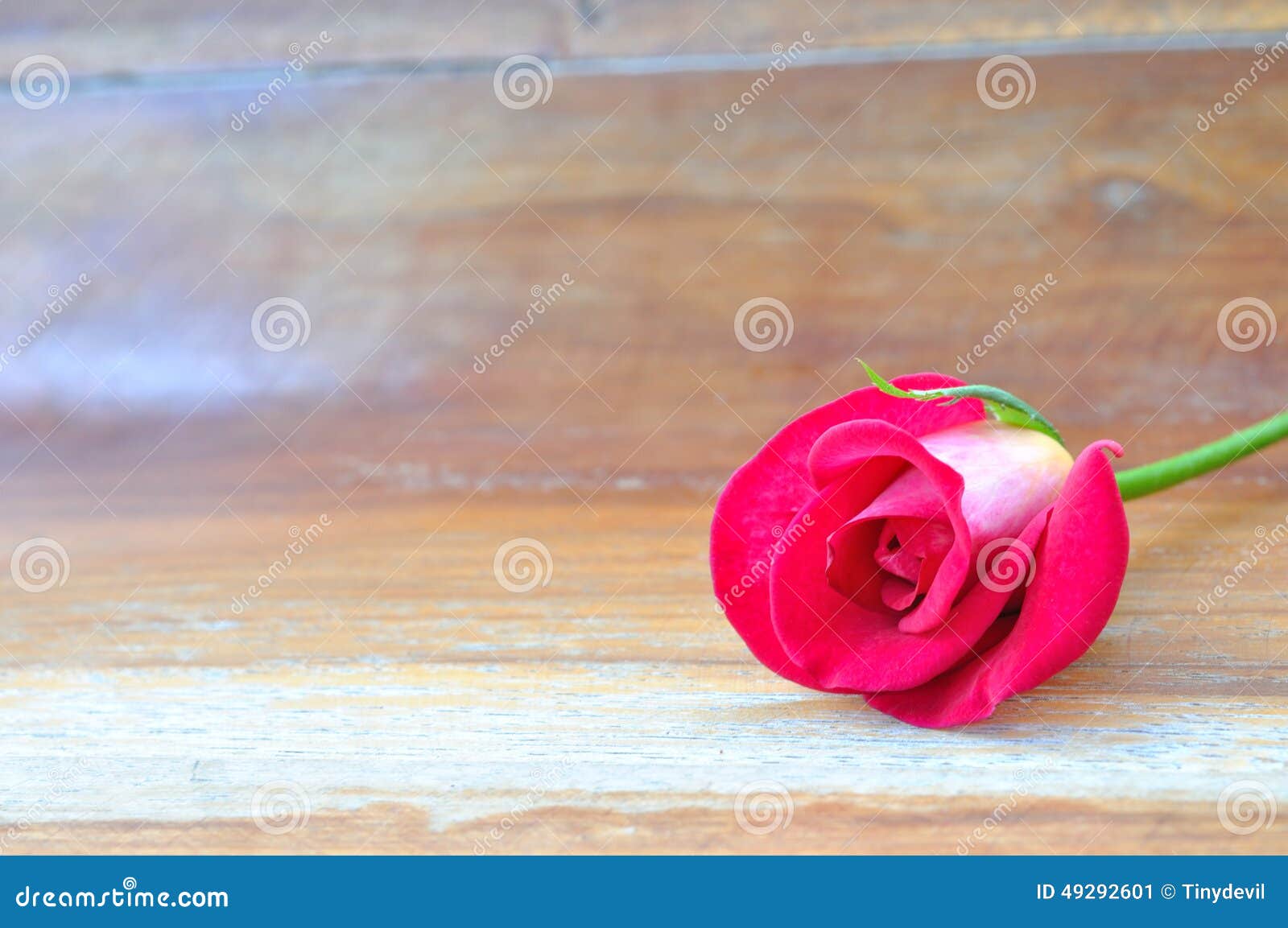 Rose flower stock image. Image of invitation, emotion - 49292601