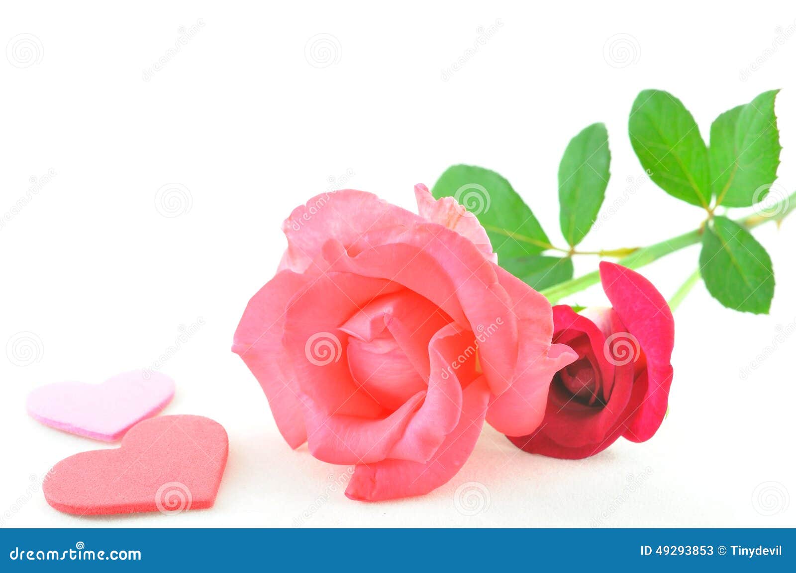 Rose flower stock image. Image of emotion, heart, concept - 49293853