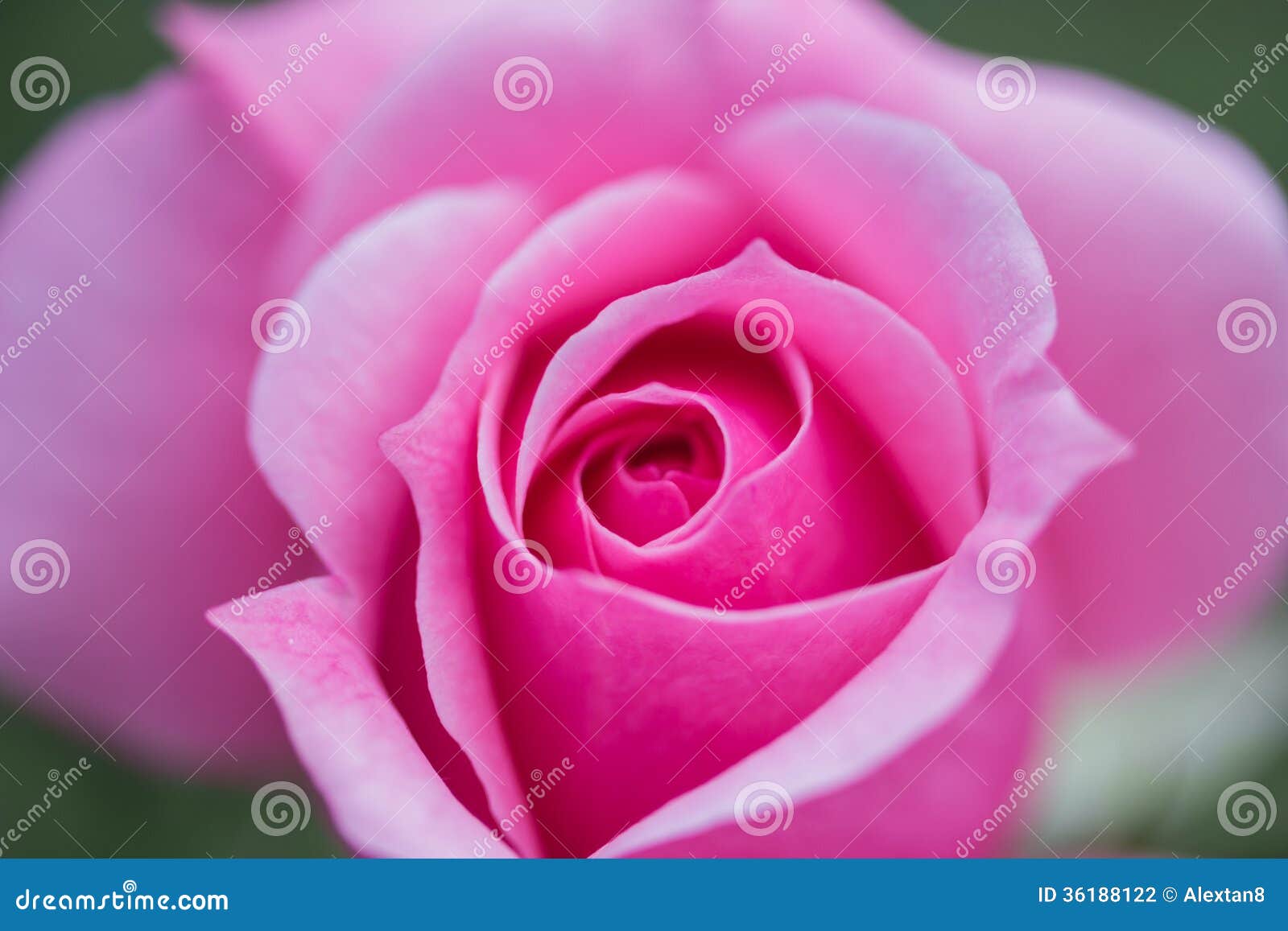 Rose flower macro closeup stock photo. Image of foreground - 36188122