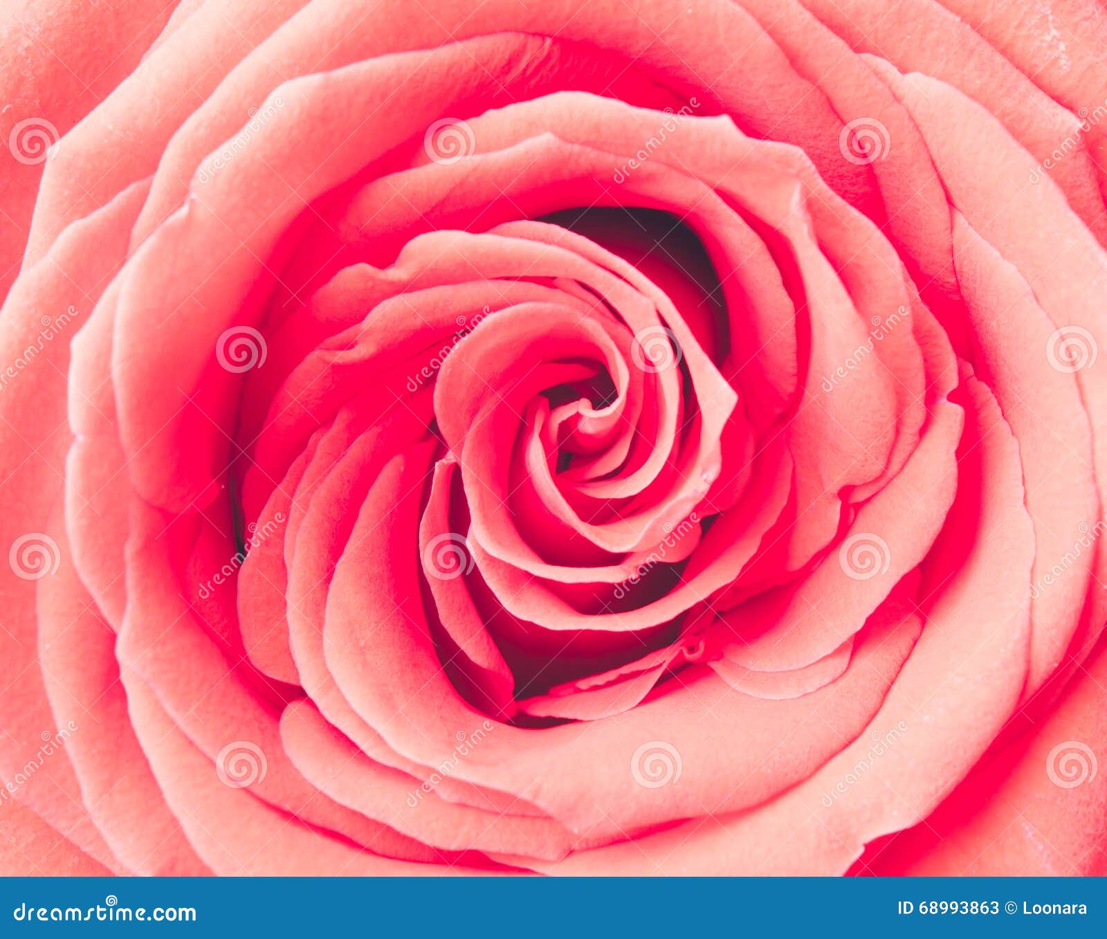 Rose flower macro shot stock image. Image of macro, tender - 68993863