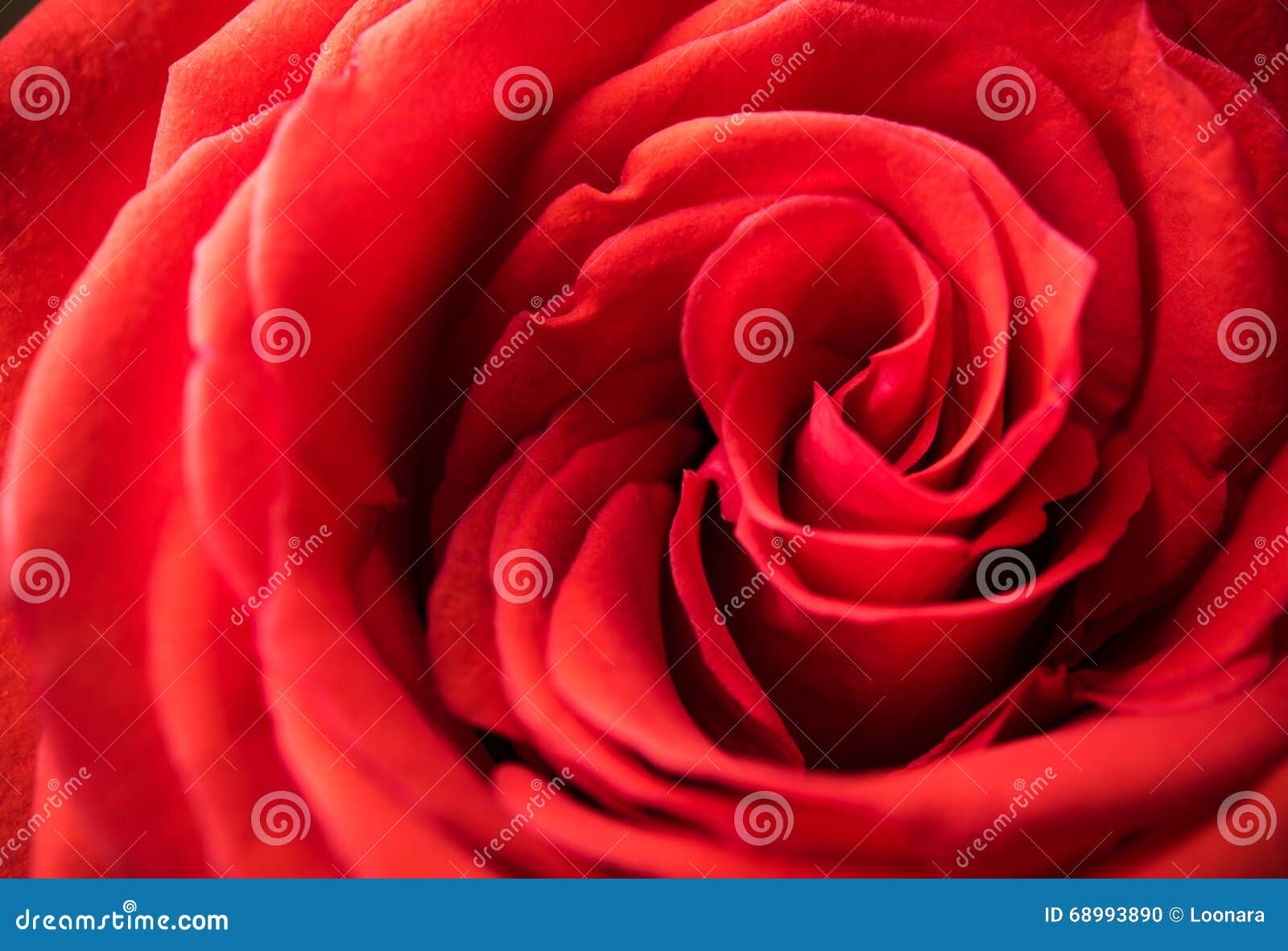 Rose flower macro shot stock photo. Image of bloom, closeup - 68993890