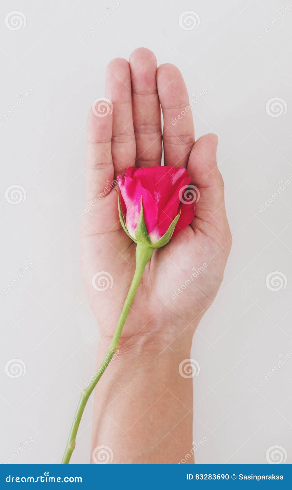 Rose Flower on a Man Hand,on White Background Stock Photo - Image of ...