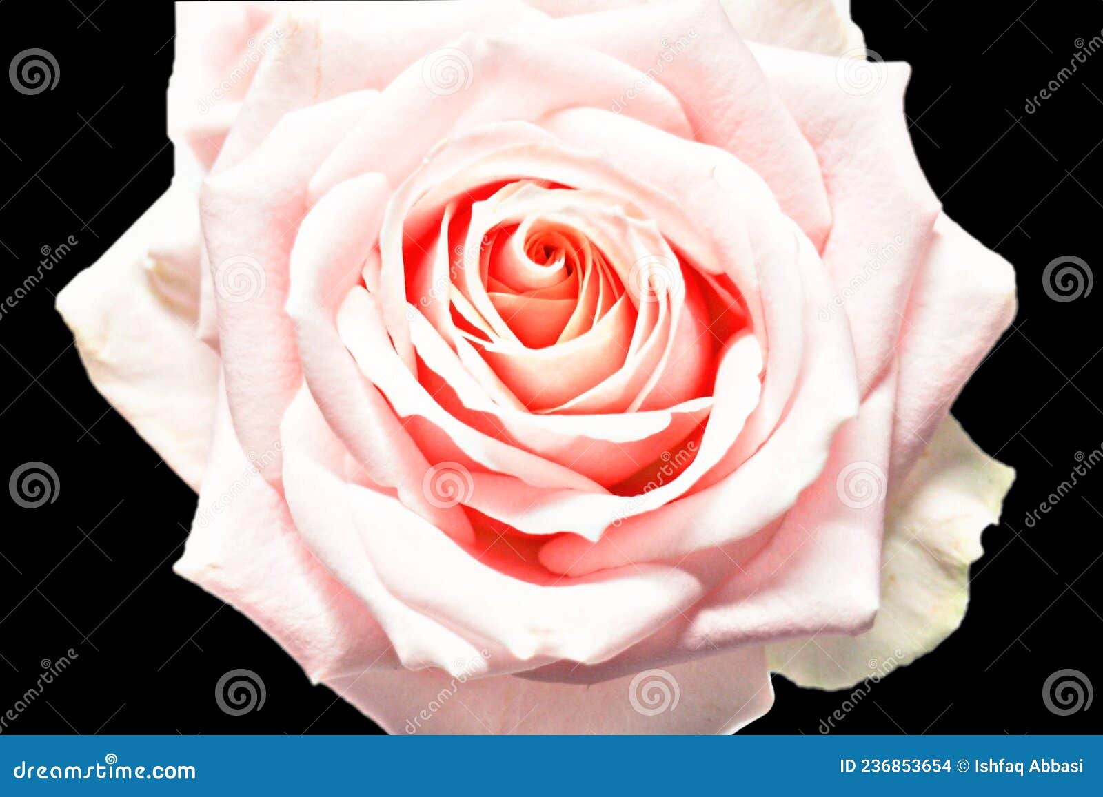 Rose Flower Most Beautiful in Black Background Stock Photo - Image of ...