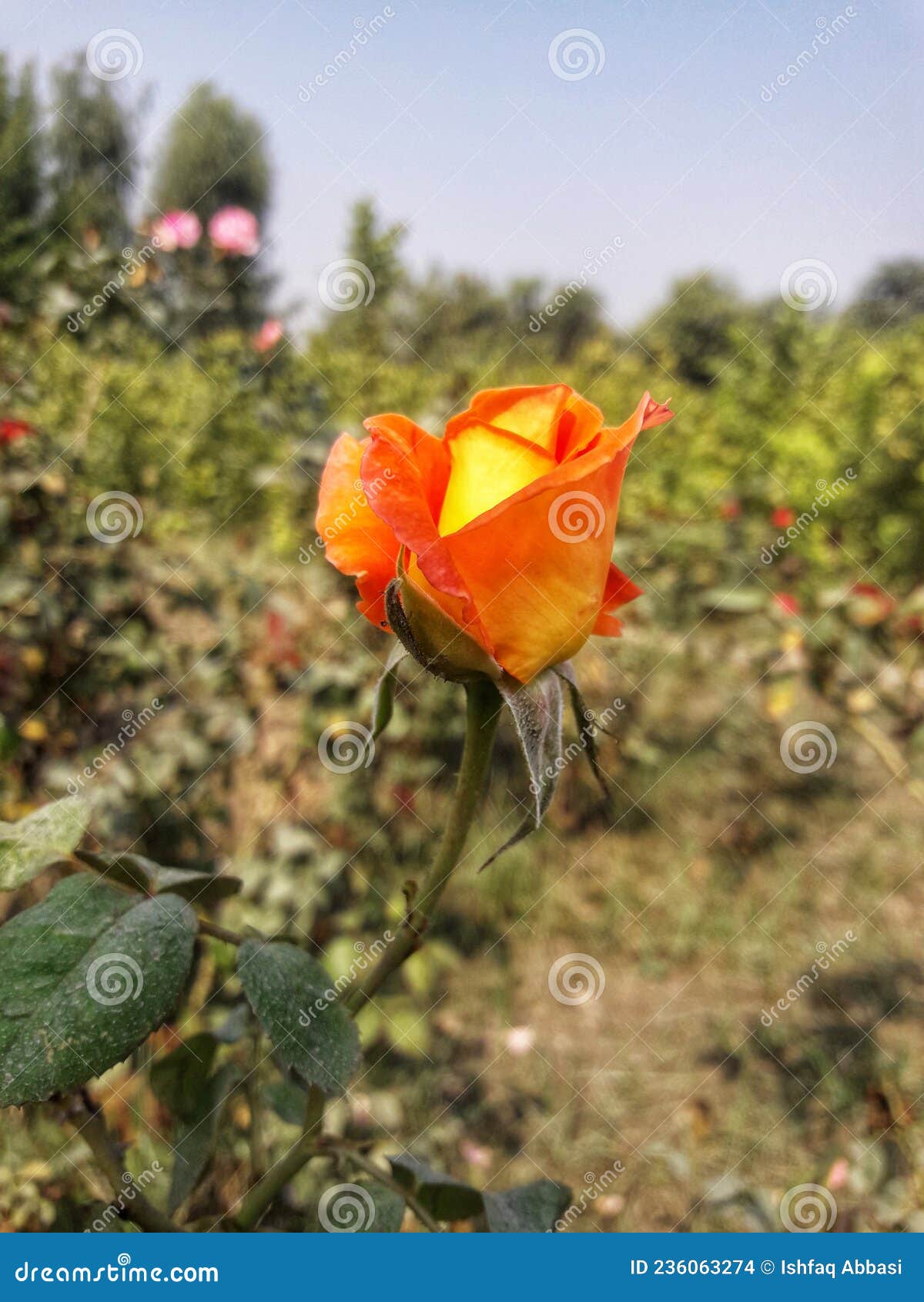 Rose Flower Most Beautiful in Pakistan Stock Photo - Image of blossom ...