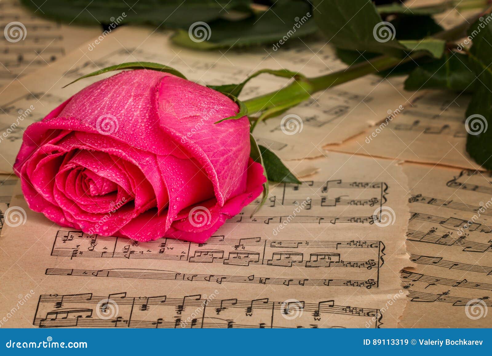 Rose Flower and Music Notes Sheet Stock Image - Image of musical, love ...
