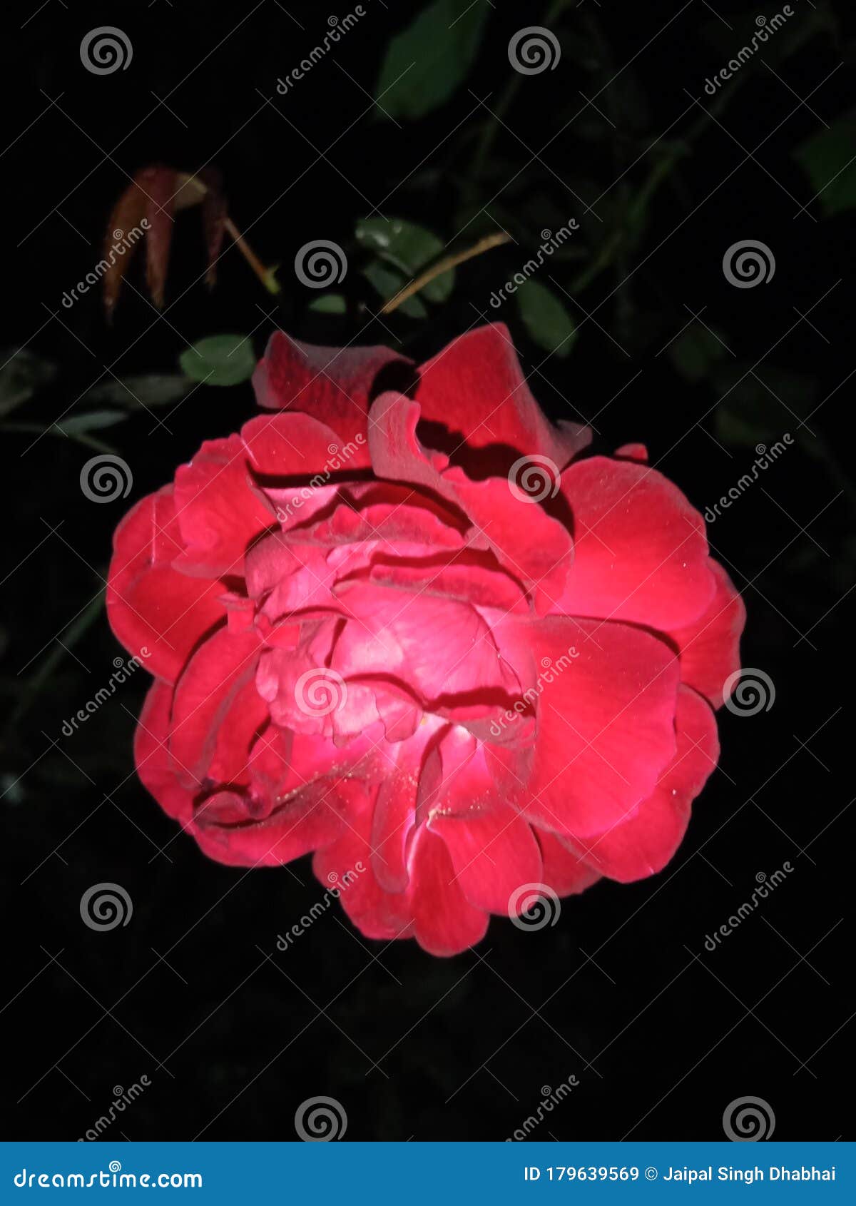 Rose flower at night stock image. Image of night, gulab - 179639569