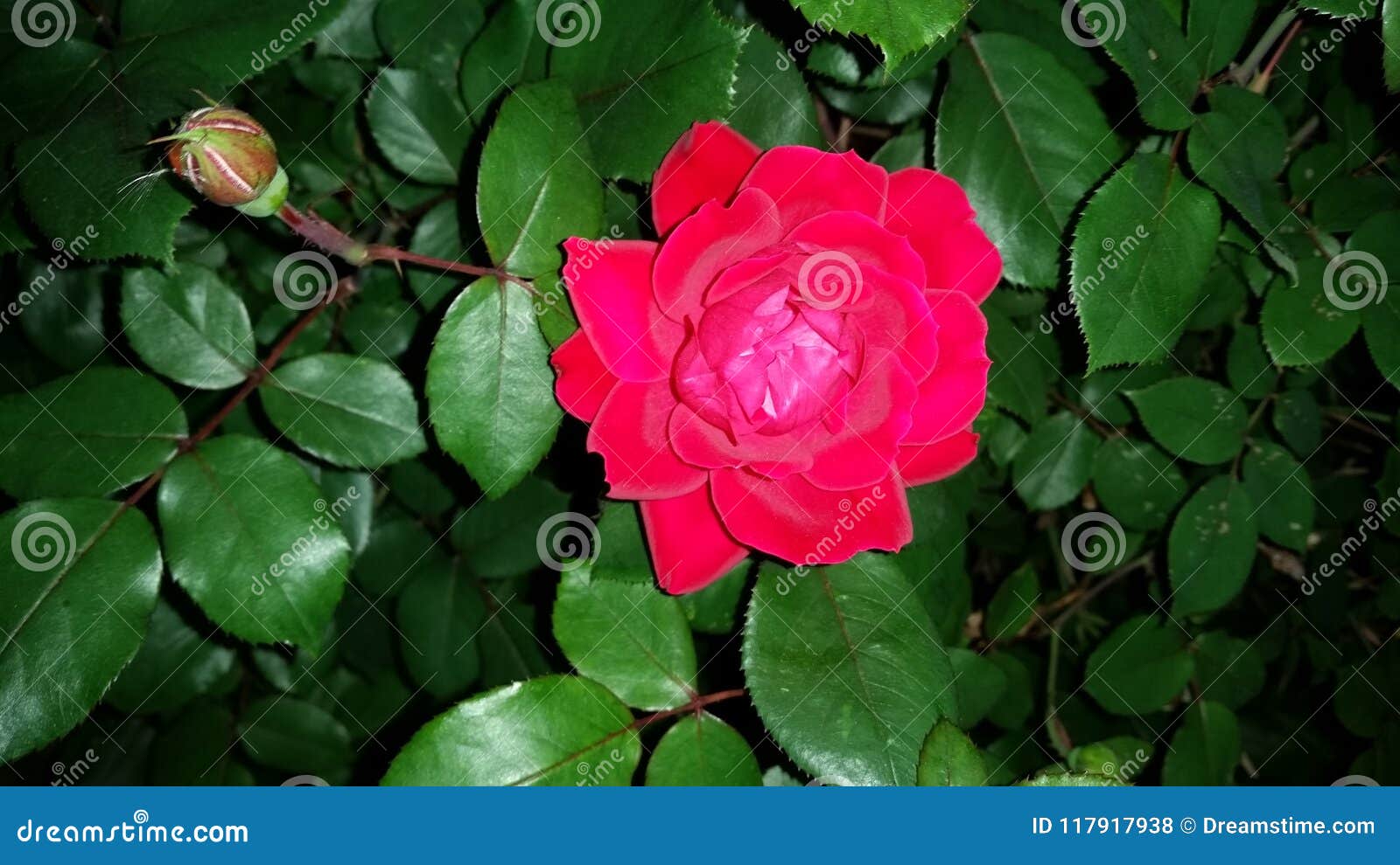Rose flower at night stock photo. Image of night, rose - 117917938