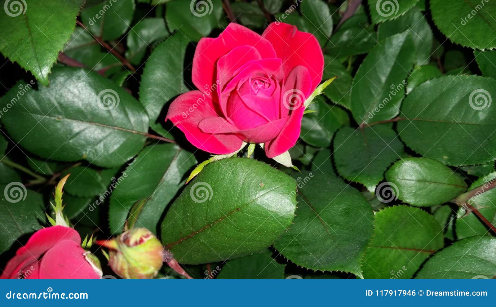 Rose flower at night stock photo. Image of darkness - 117917946