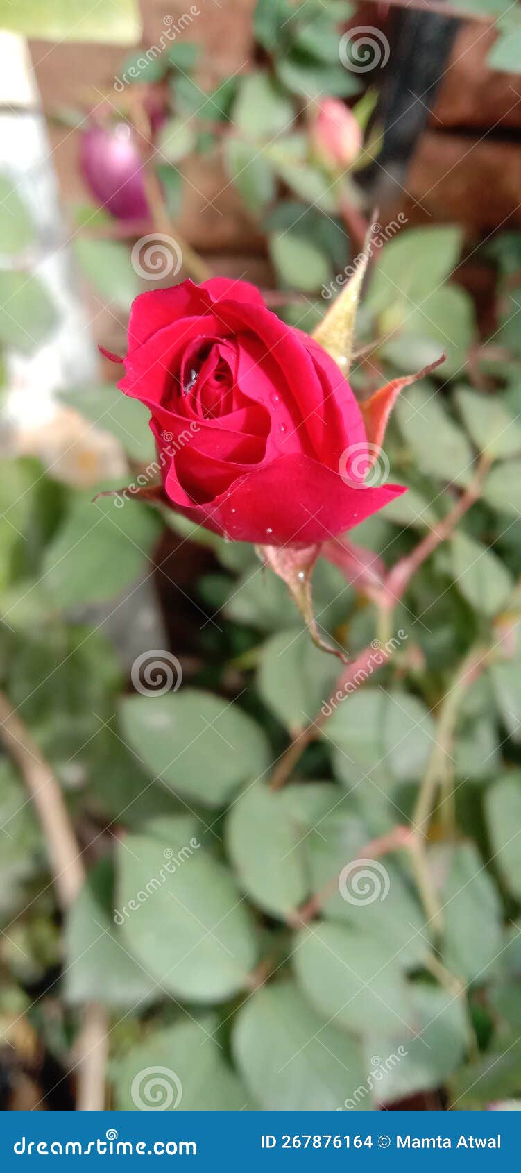 Rose is a Flower, Often with a Pleasant Smell, Which Grows on a Bush ...