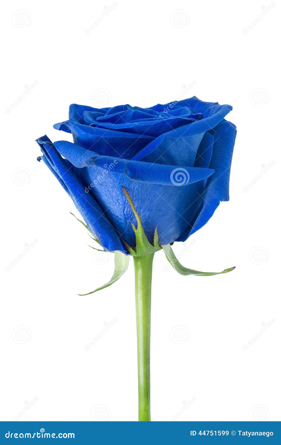 Rose flower stock image. Image of bloom, fragrant, life - 44751599