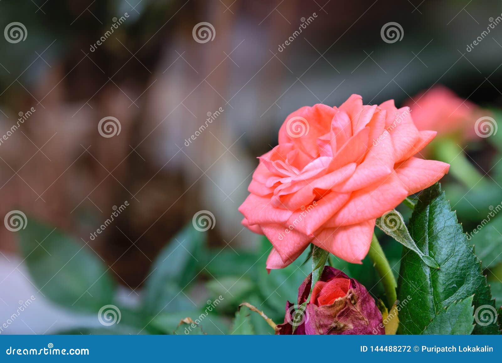 Rose flower stock photo. Image of carpel, beautiful - 144488272
