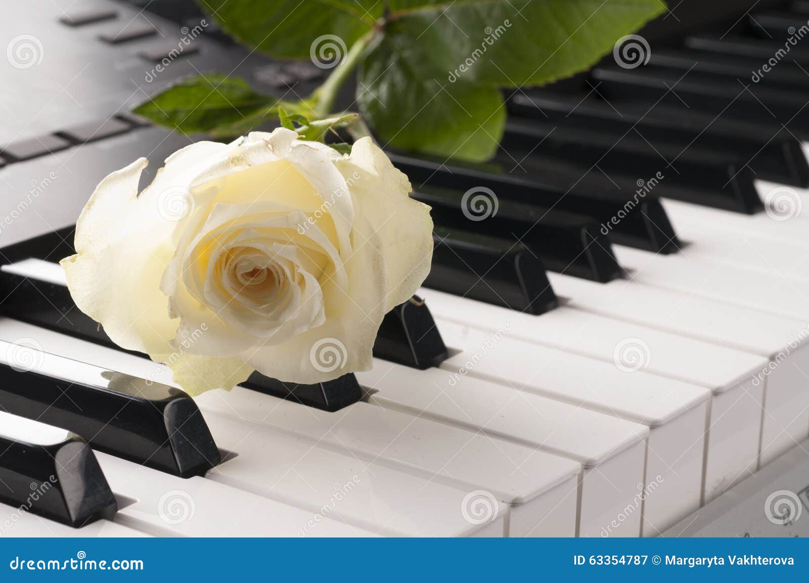 Rose Flower Over Piano Keyboard. Stock Image - Image of close, leaf ...