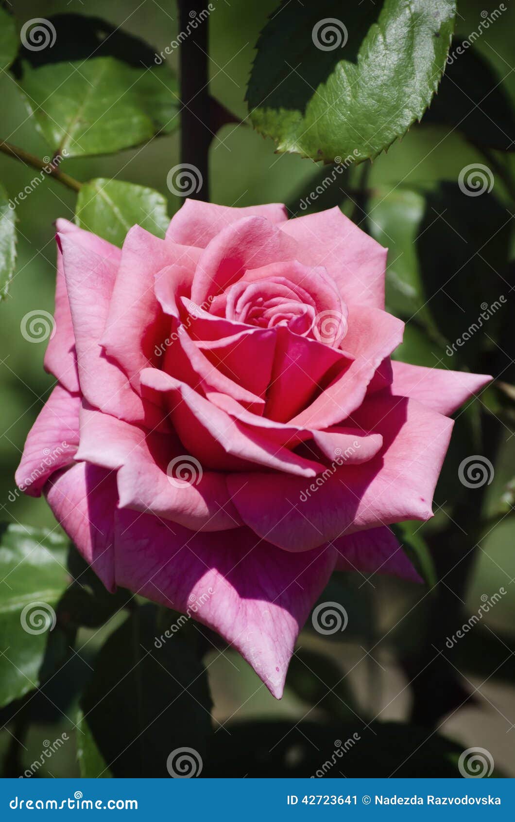 Rose Flower stock image. Image of spring, rose, flora - 42723641