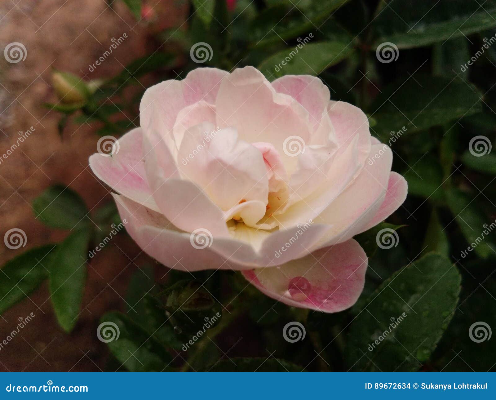 Rose stock photo. Image of sweet, pink, flower, nature - 89672634
