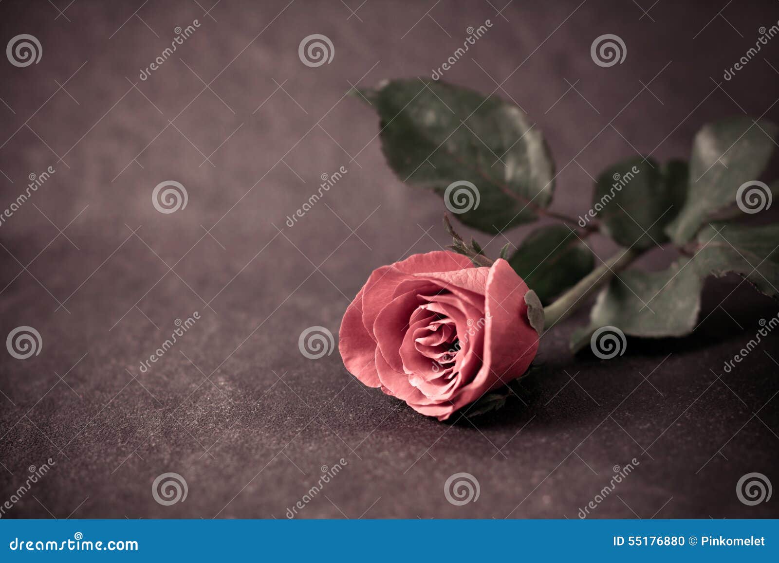 Rose Flower Placed on Black Stone Stock Photo - Image of nature, floral ...