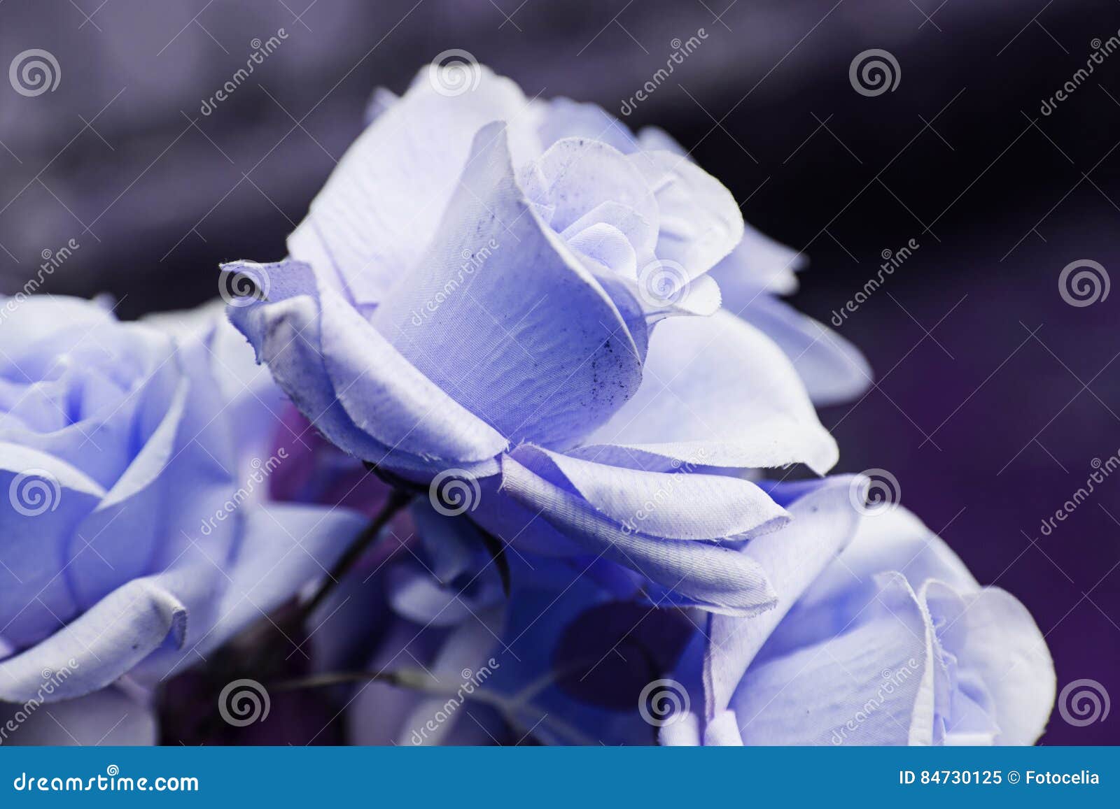 Rose flower planted stock image. Image of abstract, blossom - 84730125