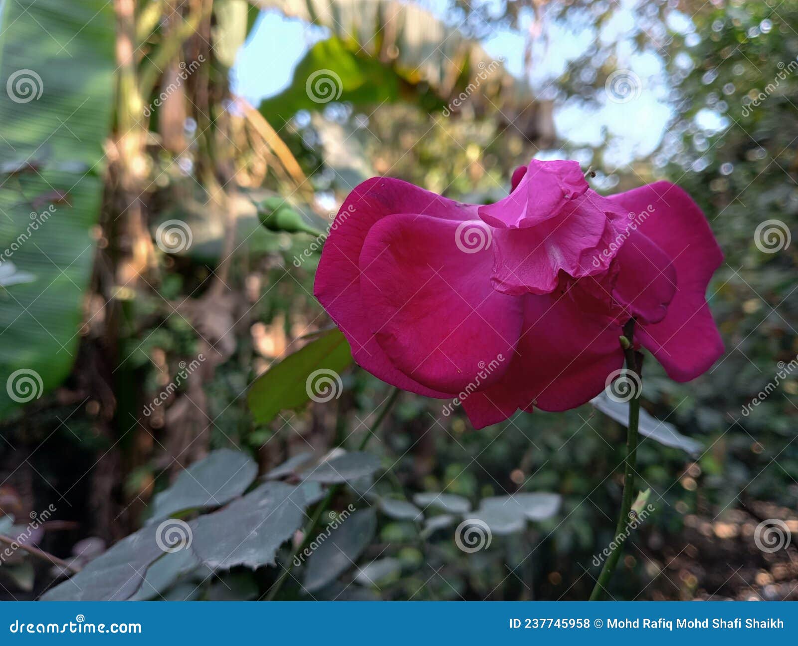 A Rose Flower that is Planted in a Twig Stock Photo - Image of ...