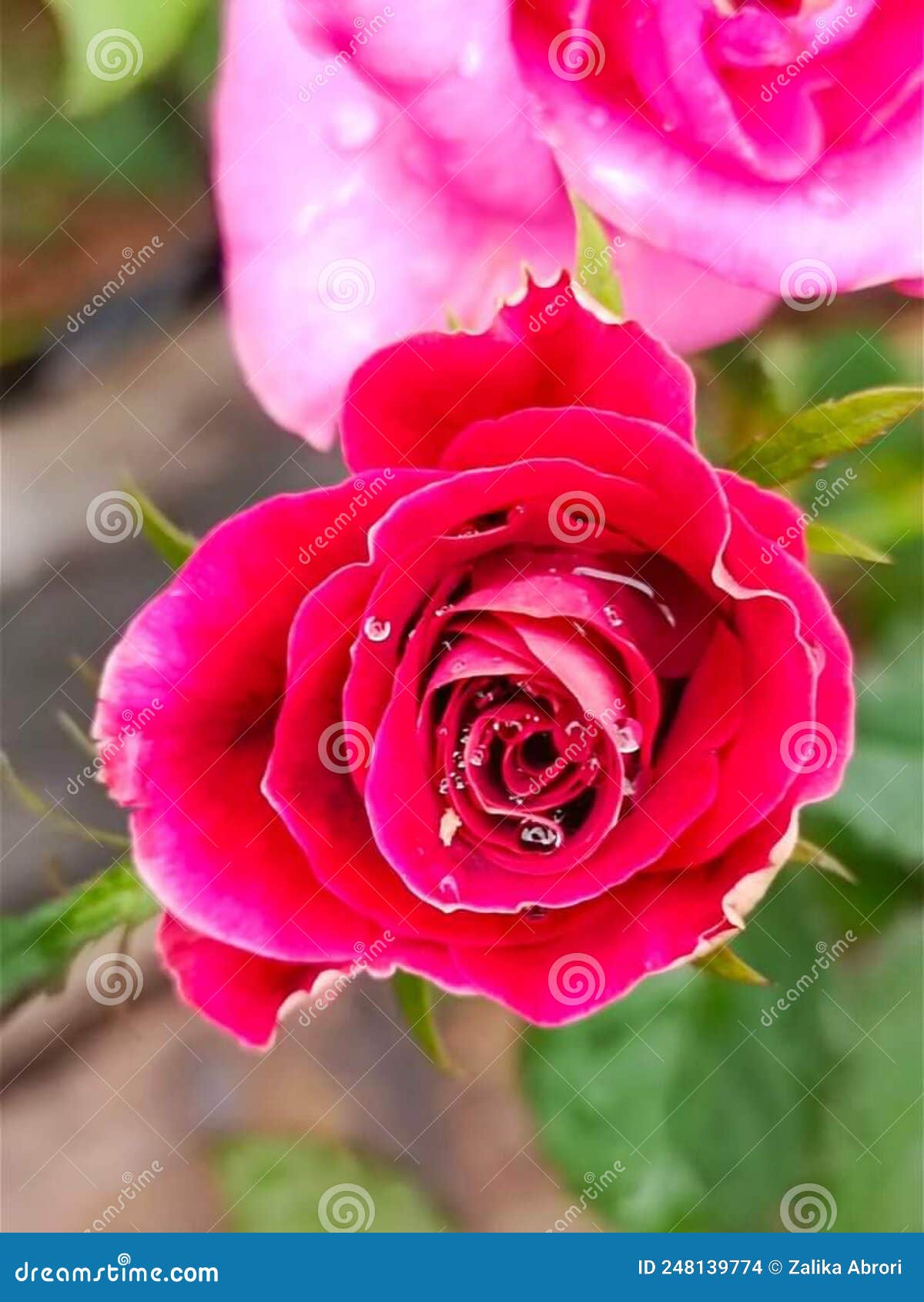 Rose flower portrait stock photo. Image of shrub, rose - 248139774