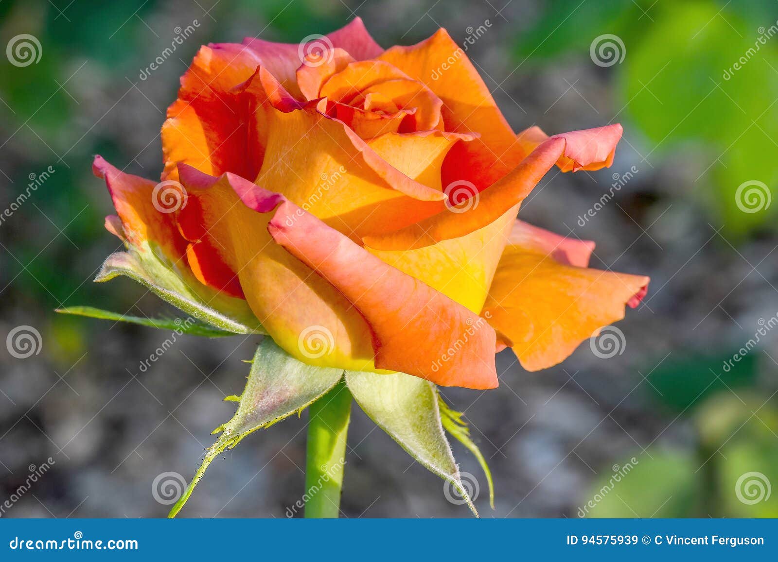 Rose Flower Profile Anaranjada Del Caribe Imagen de archivo - Imagen de ...