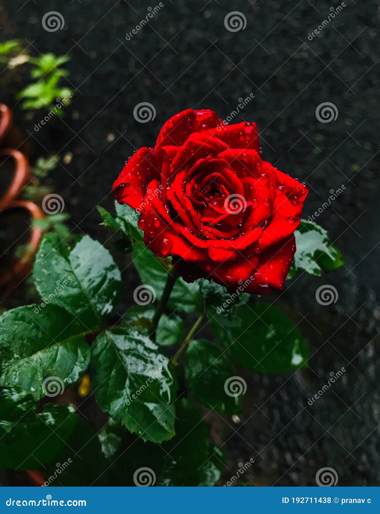 Rose flower in the rain stock photo. Image of blossom - 192711438