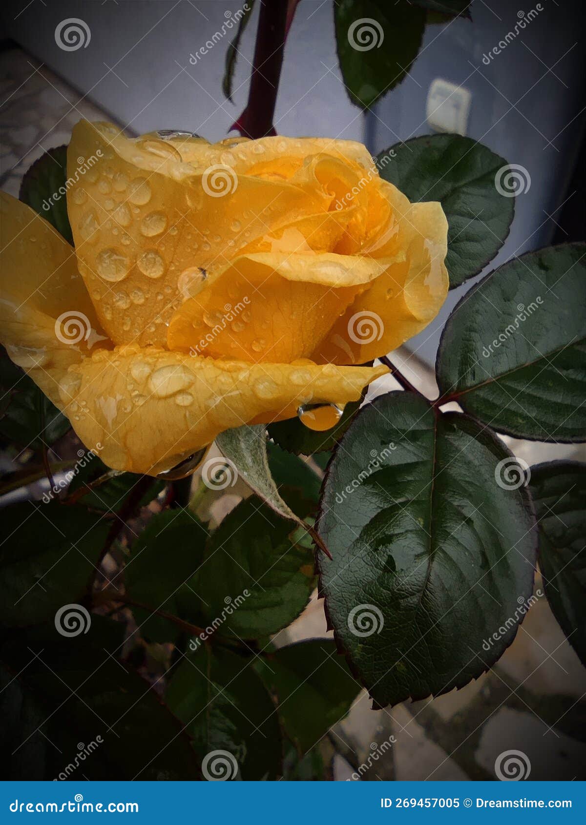 Rose flower in rain stock image. Image of produce, yellow - 269457005