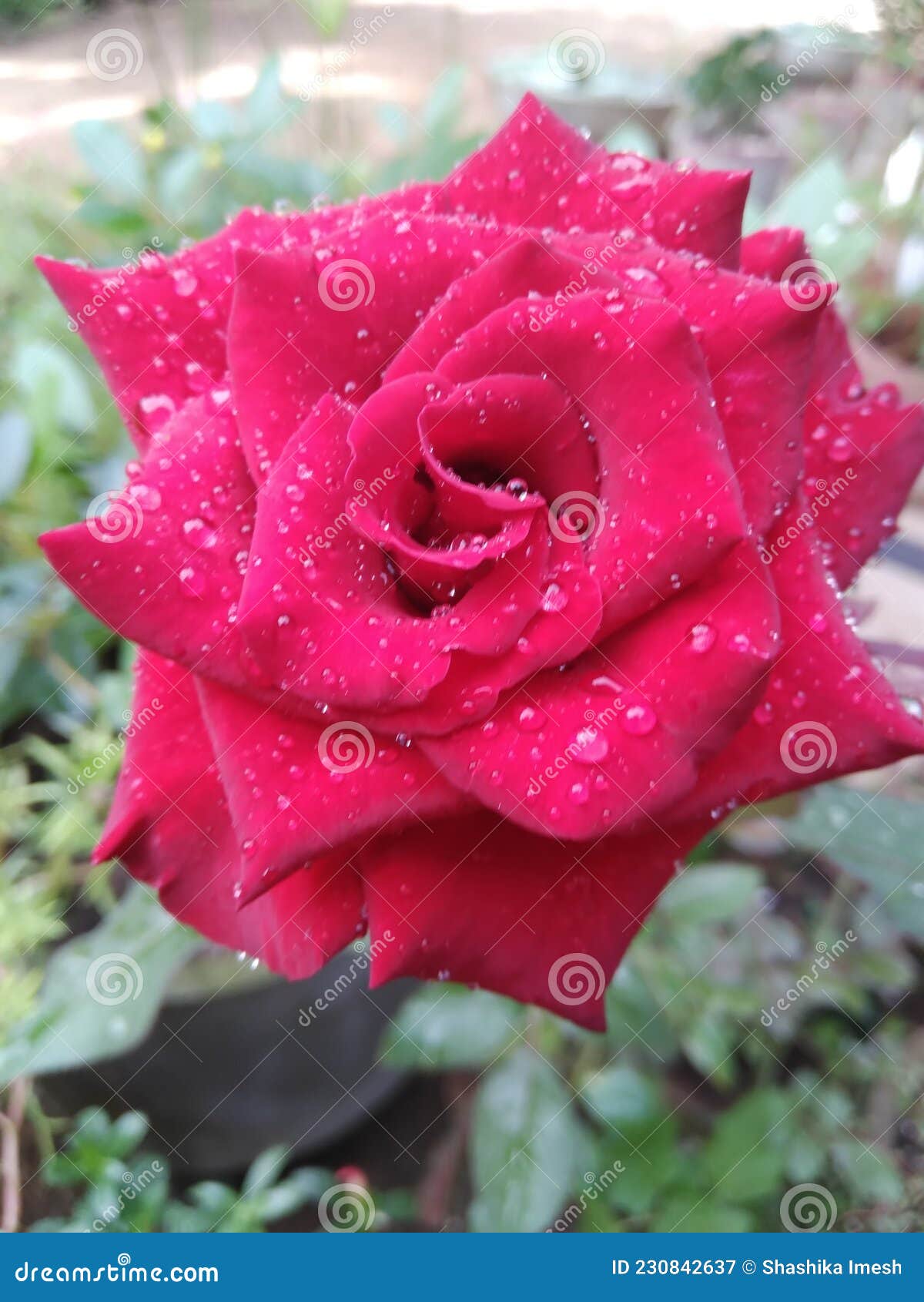 Rose flower on rainy day stock image. Image of petal - 230842637