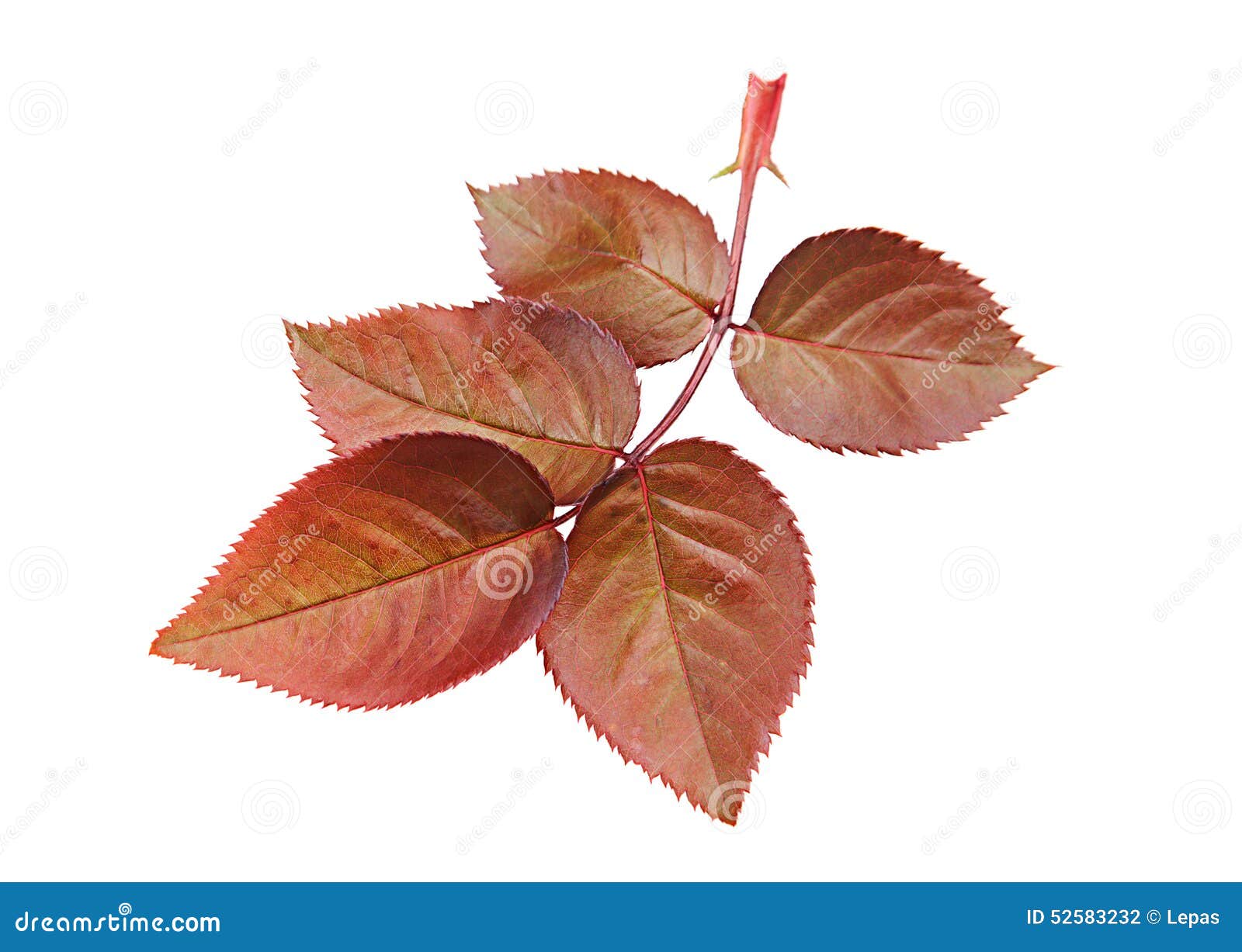 Rose flower red leaf stock photo. Image of leaves, nature - 52583232
