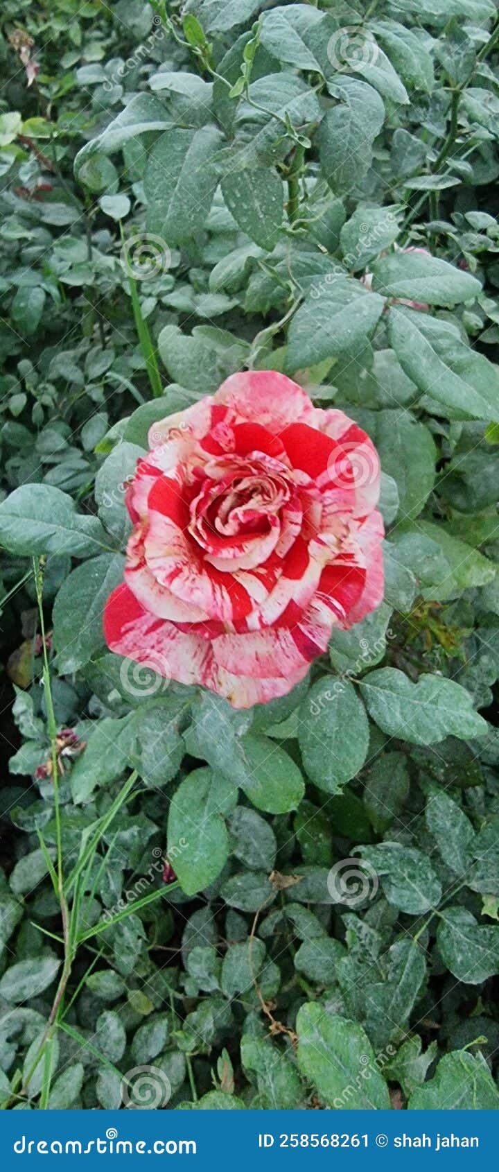 Rose flower red and pink stock image. Image of flower - 258568261