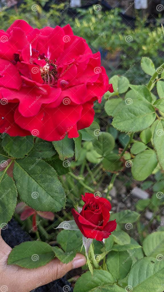 Rose flower stock image. Image of flower, tree, rose - 325630637