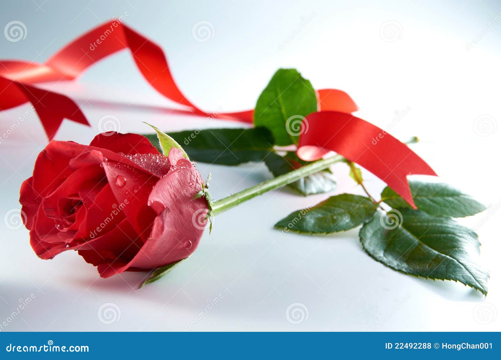 Rose Flower with Red Ribbon Rossa Fotografia Stock - Immagine di flora ...