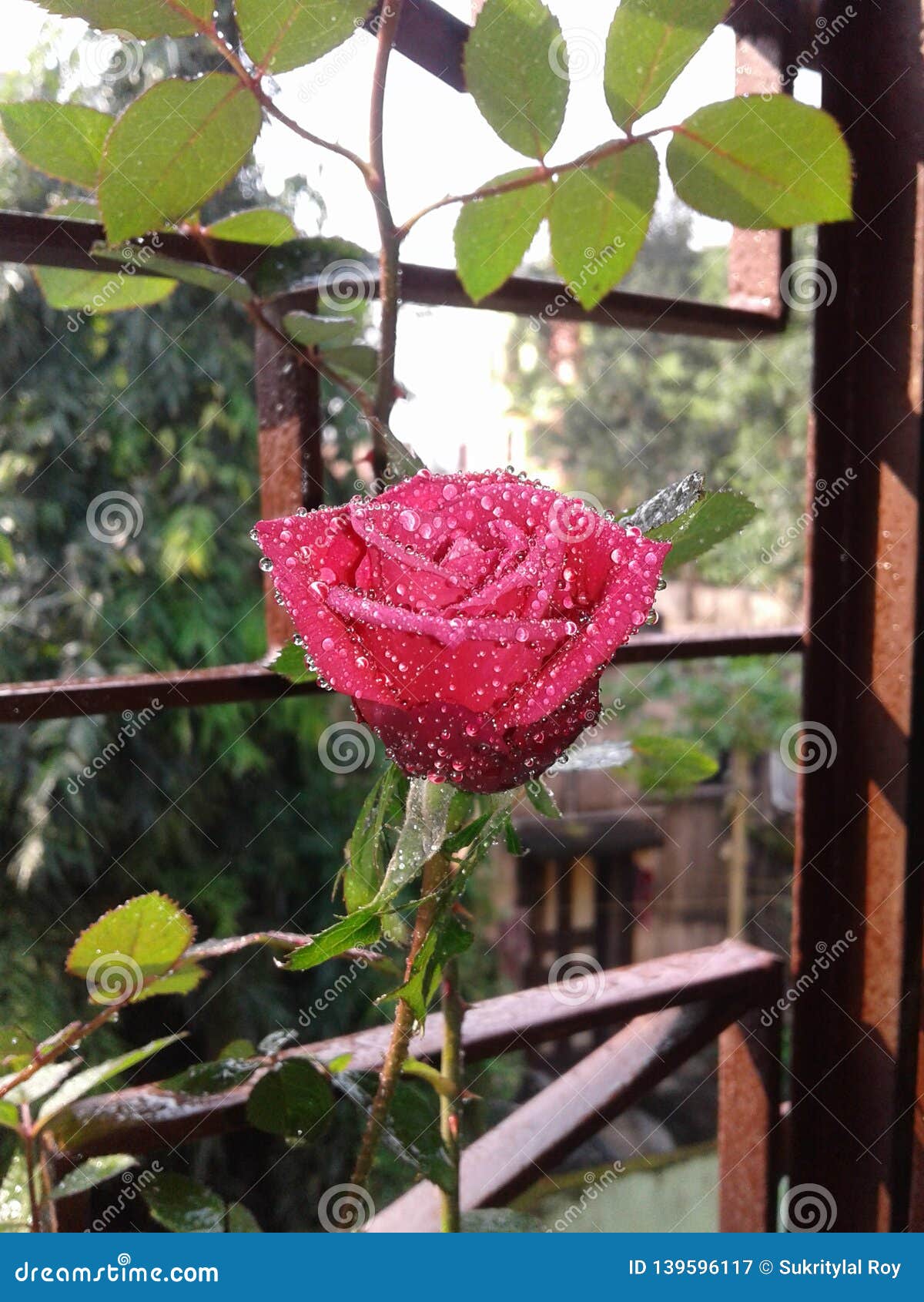 199 Rose Flower Redflower Stock Photos - Free & Royalty-Free Stock ...