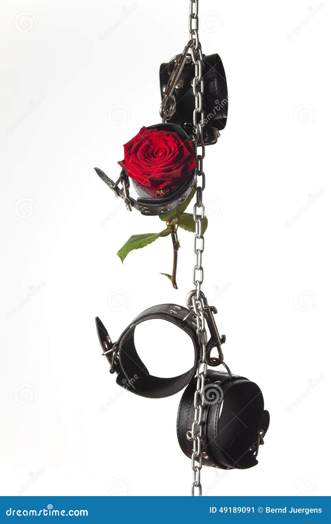 Rose stock image. Image of cuff, dependence, handcuffs - 49189091