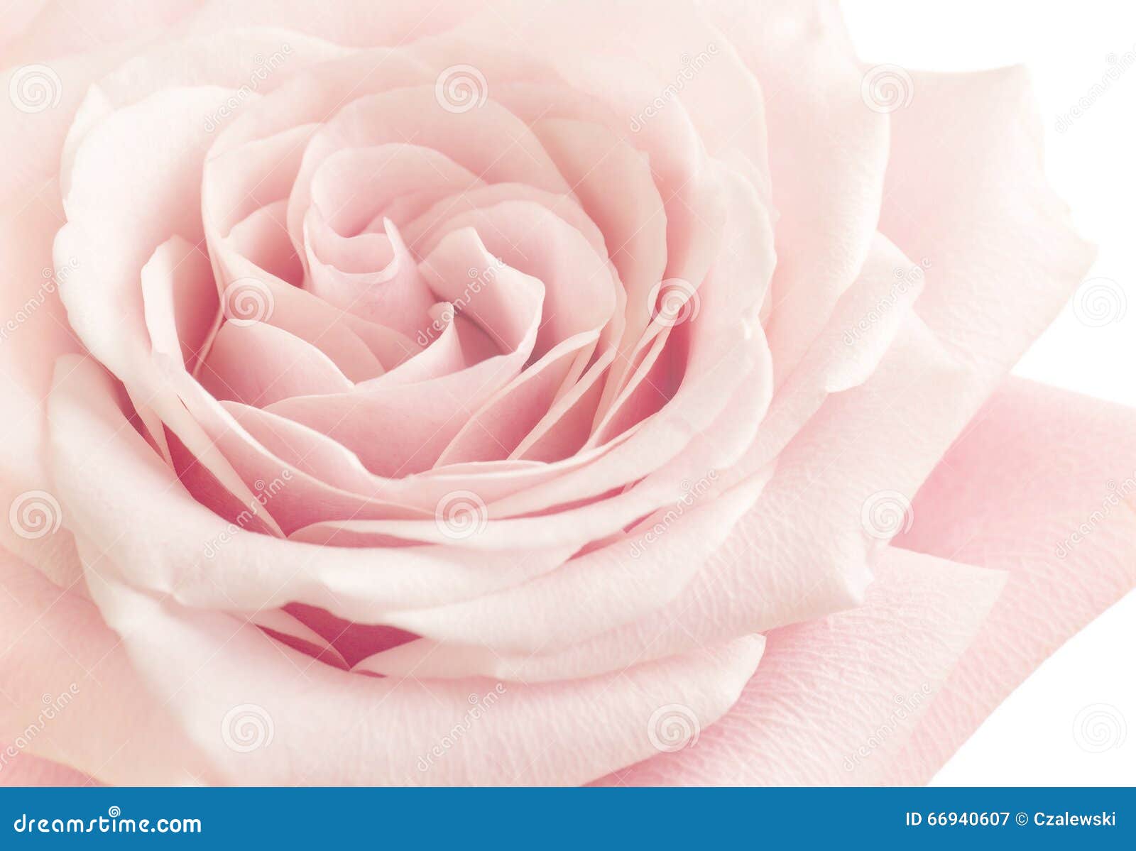 Rose Flower rosa-chiaro immagine stock. Immagine di rose - 66940607