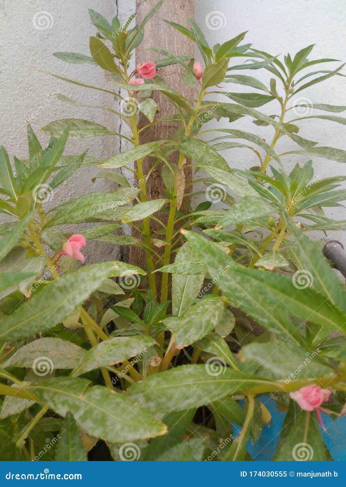 Rose Flower& X27;s Tree in India Rose Tree Stock Image - Image of ...