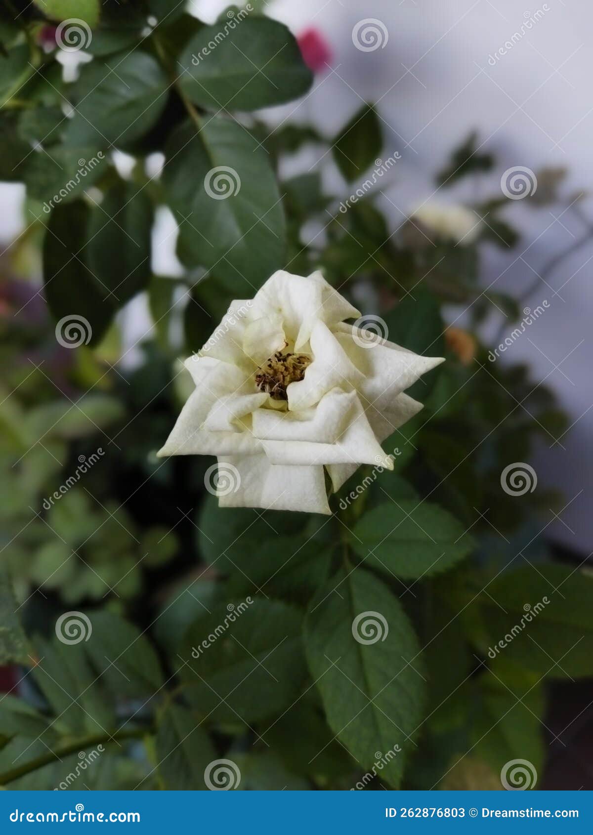 The Rose Flower is Seen from Above Stock Image - Image of rose, branch ...