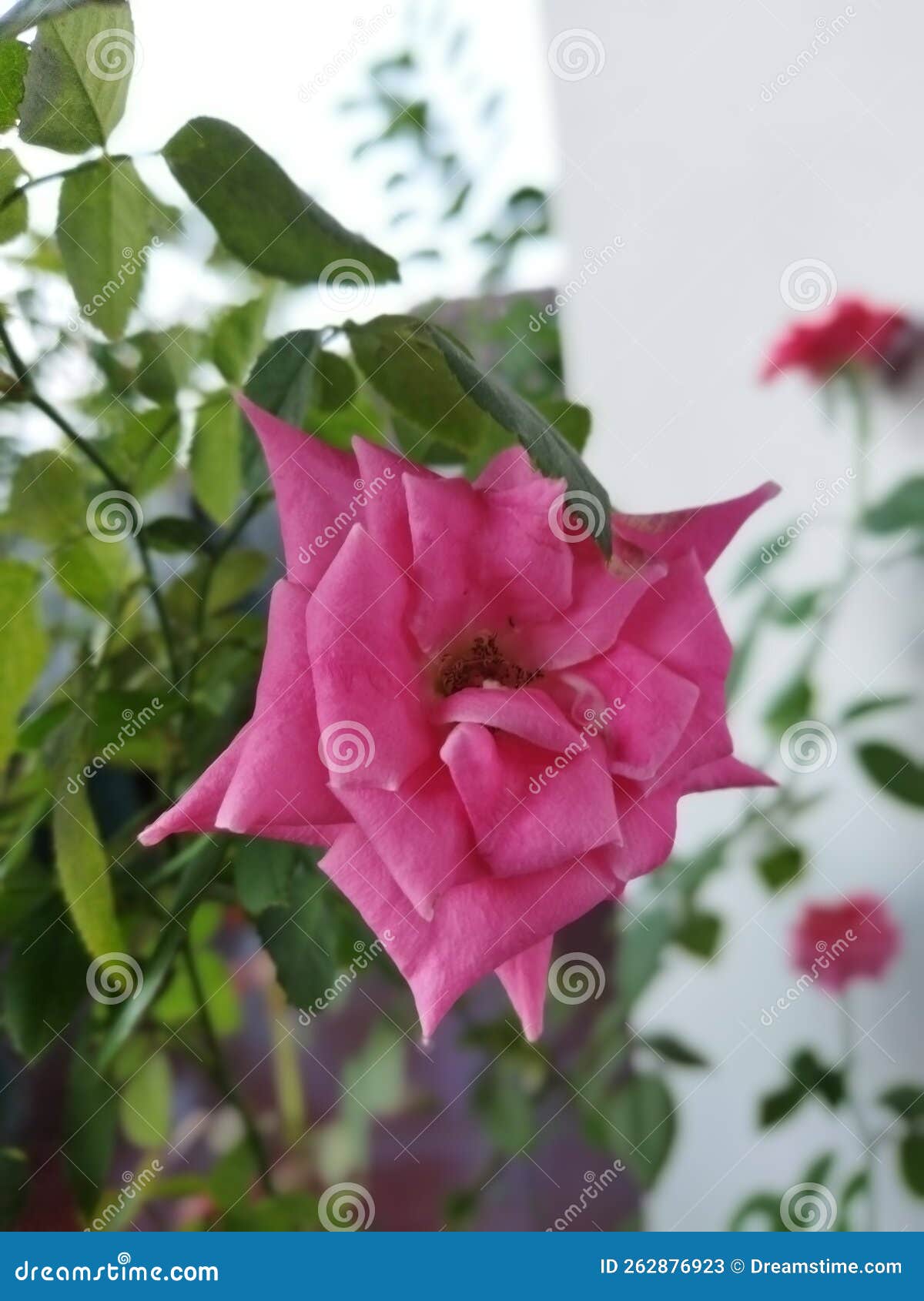 The Rose Flower is Seen from Above Stock Image - Image of petal, yellow ...