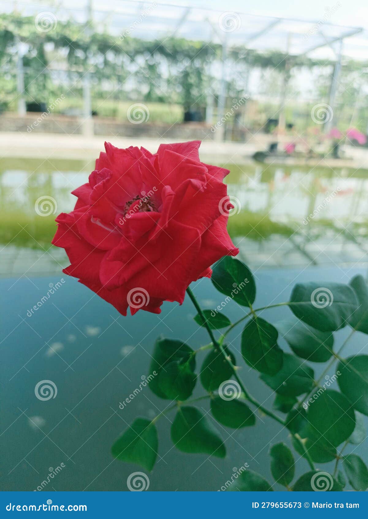 Rose flower on side pool stock image. Image of side - 279655673